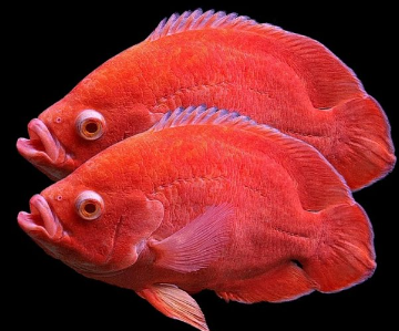Red Oscar Fish RED OSCAR