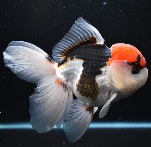 ORANDA PANDA TRICOLOR GOLDFISH – VincenzosAquatics