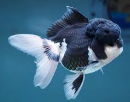 ORANDA PANDA GOLDFISH – VincenzosAquatics