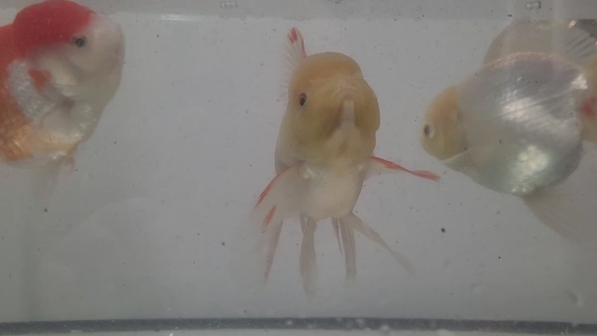 FANCY ORANDA (LARGE) GOLDFISH – VincenzosAquatics